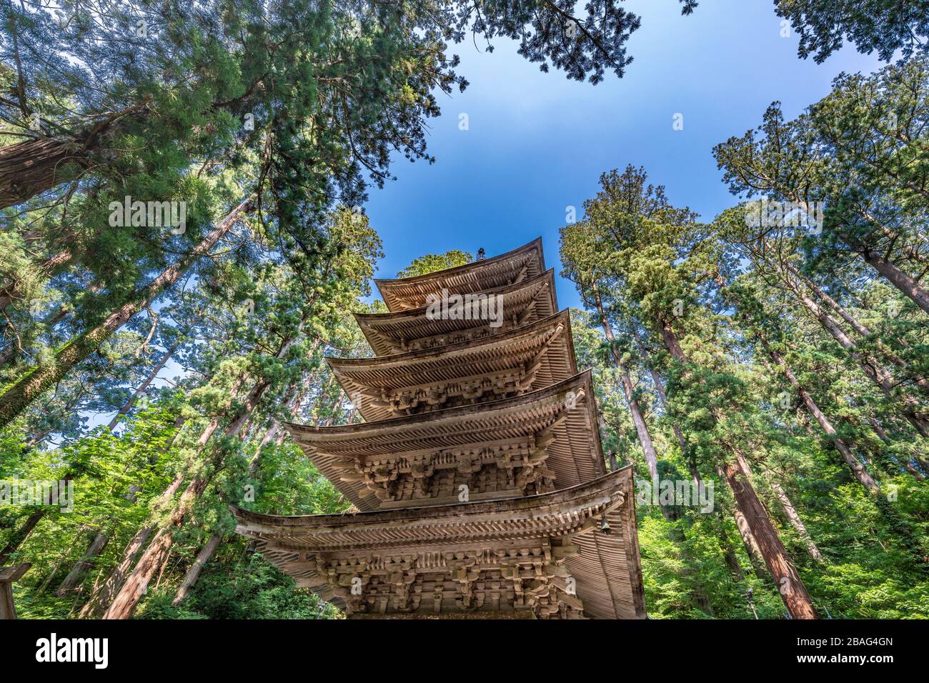 Sugi Tree High Resolution Stock Photography and Images - Alamy