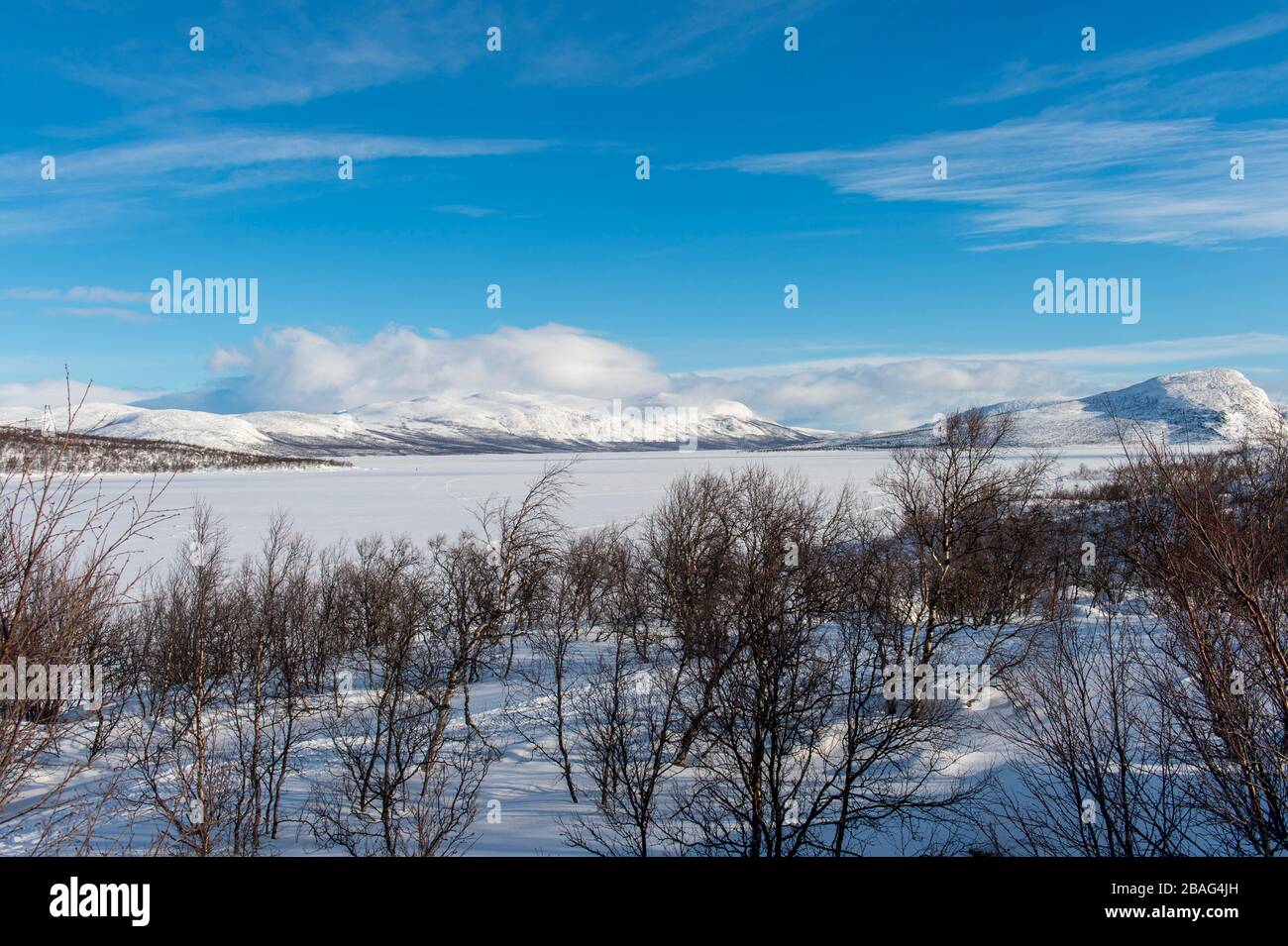 Birch trees in Abisko National Park in the winter in Swedish Lapland ...