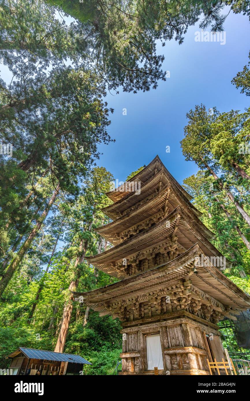 Five Story Pagoda surounded by Sugi trees at Mount Haguro, One of the ...
