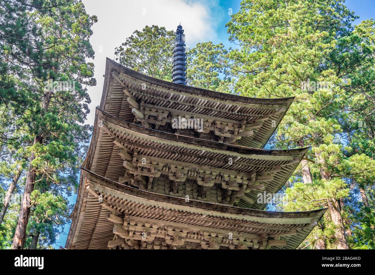 Sugi Tree High Resolution Stock Photography and Images - Alamy