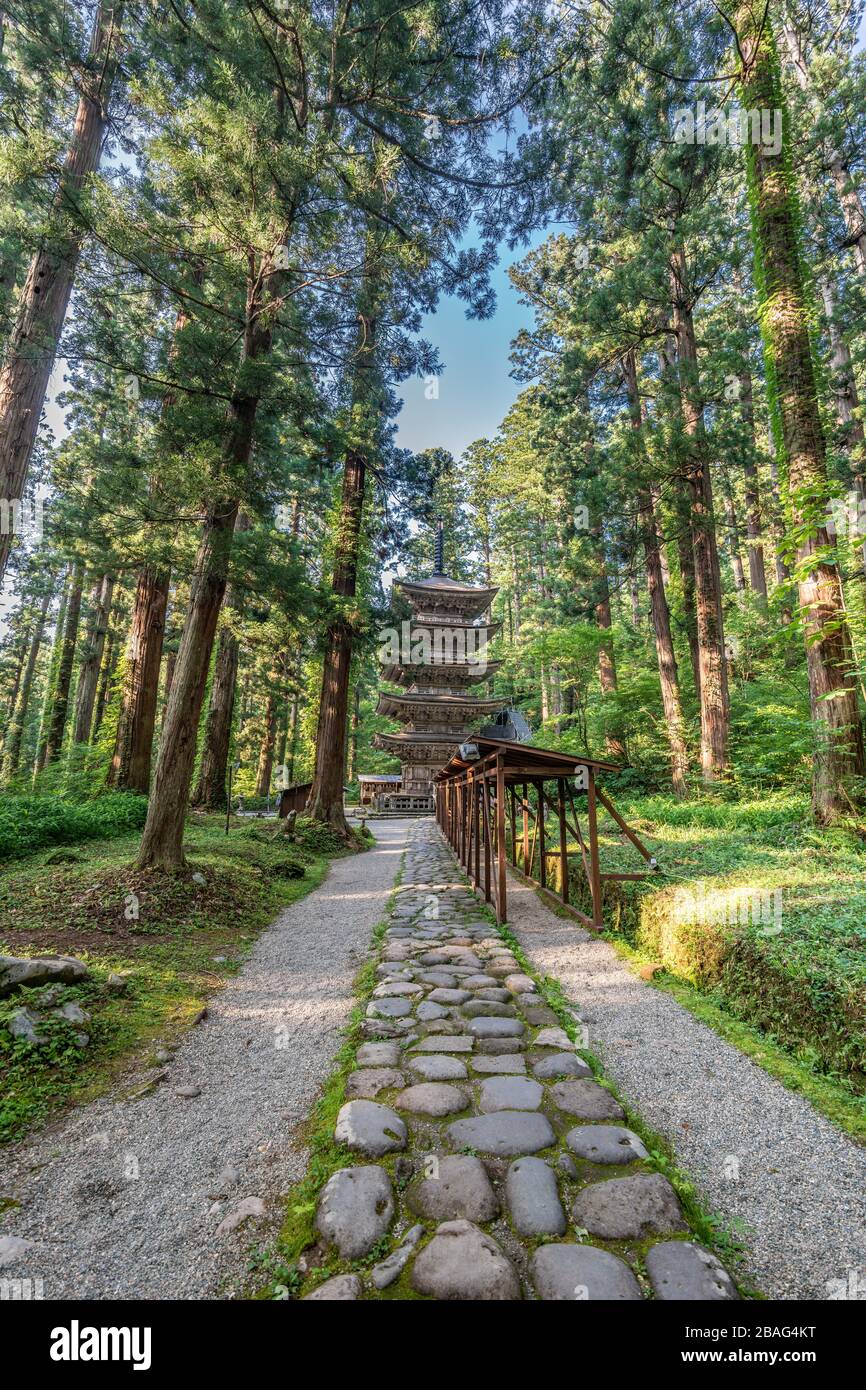 Five Story Pagoda surounded by Sugi trees at Mount Haguro, One of the ...