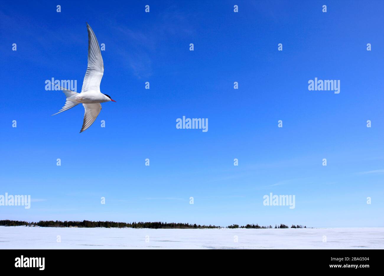 Common tern in migration in the sky during early spring, snow and ice ...