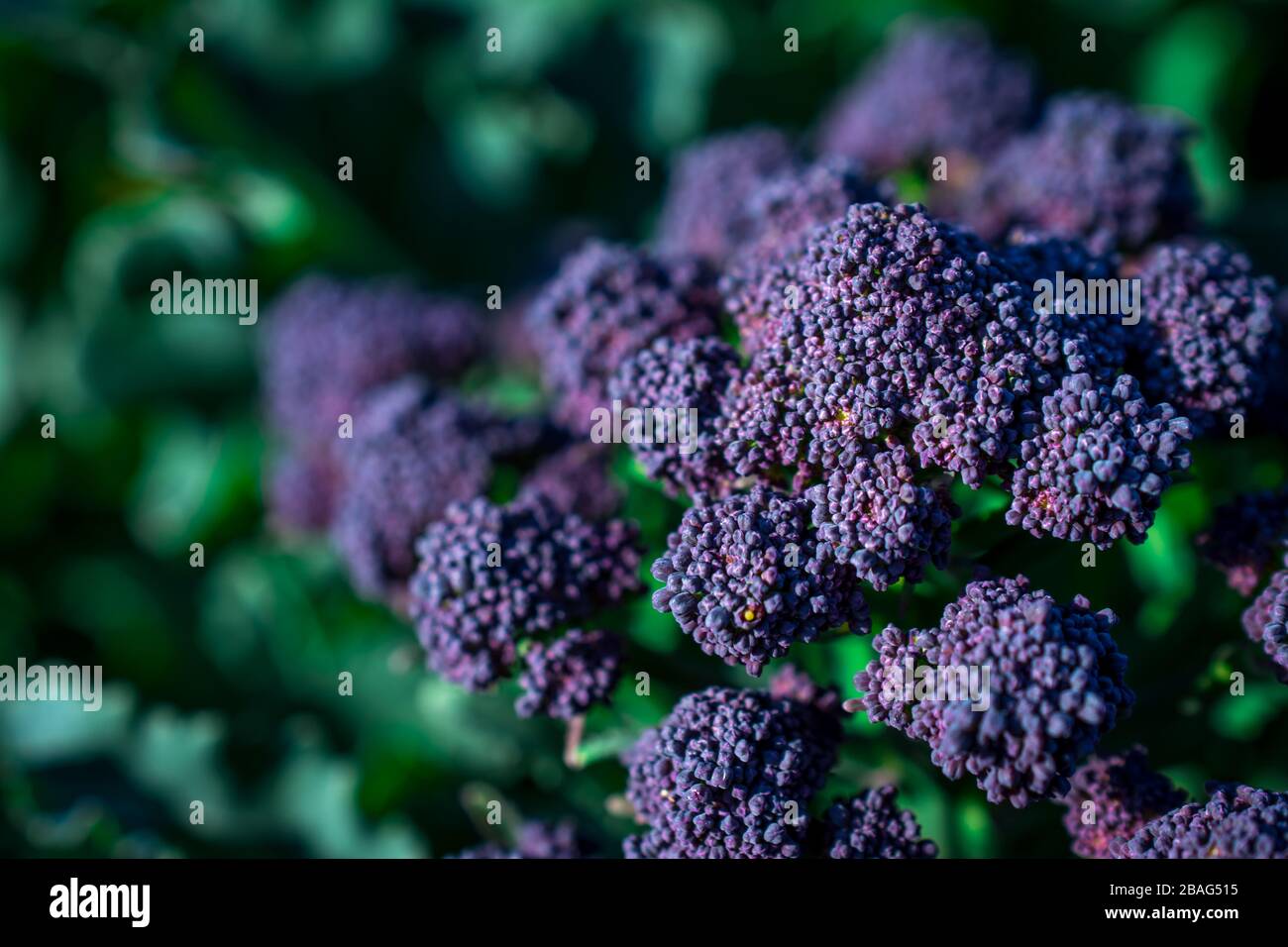 beautiful broccoli growing in garden Stock Photo - Alamy