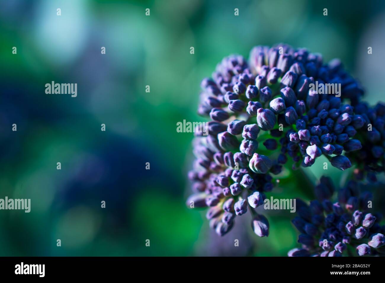Broccoli in the sun hi-res stock photography and images - Alamy