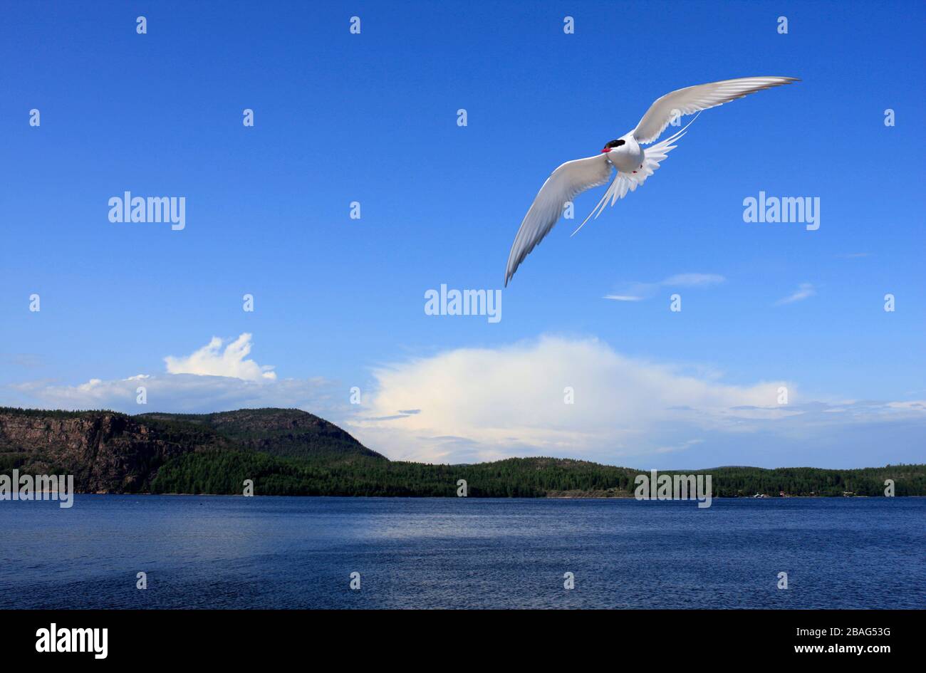 Common tern in migration in the sky during spring. Seaside activity ...