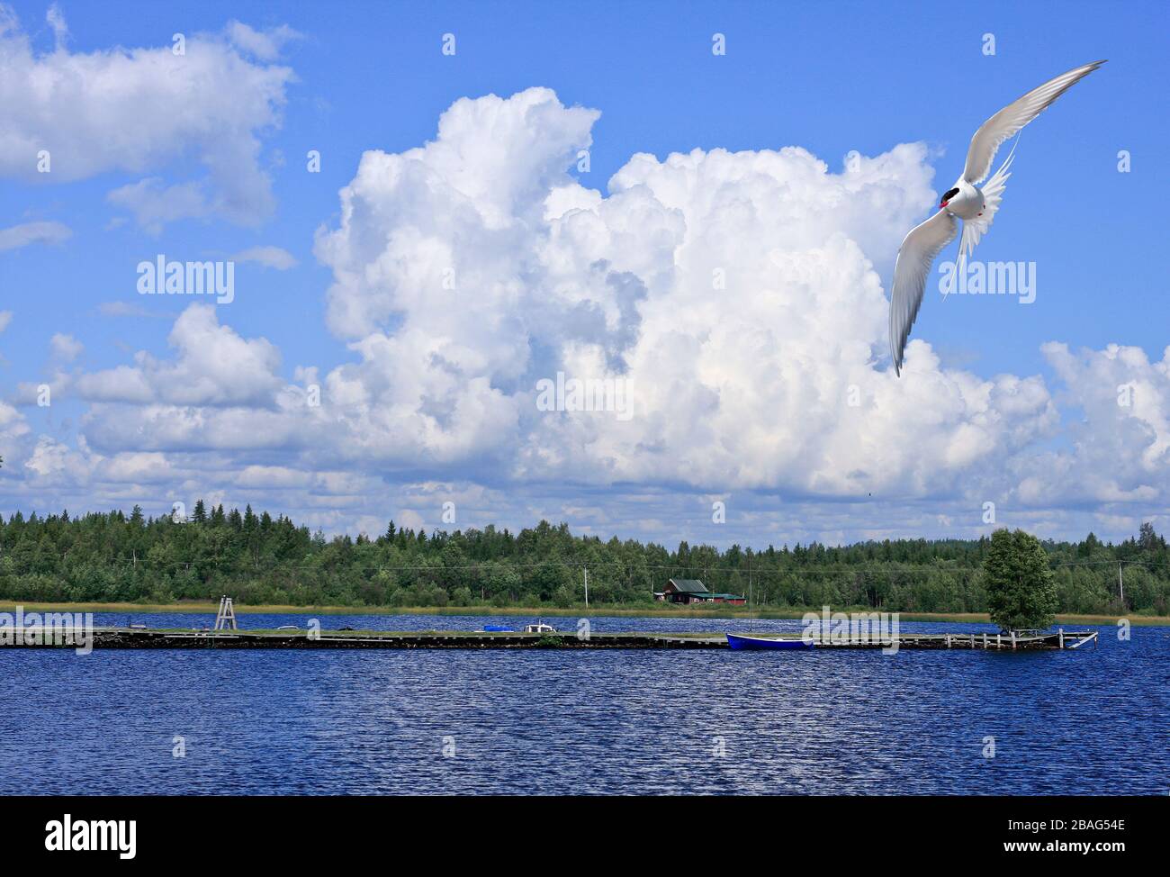 Common tern in migration in the sky during spring. Seaside activity ...