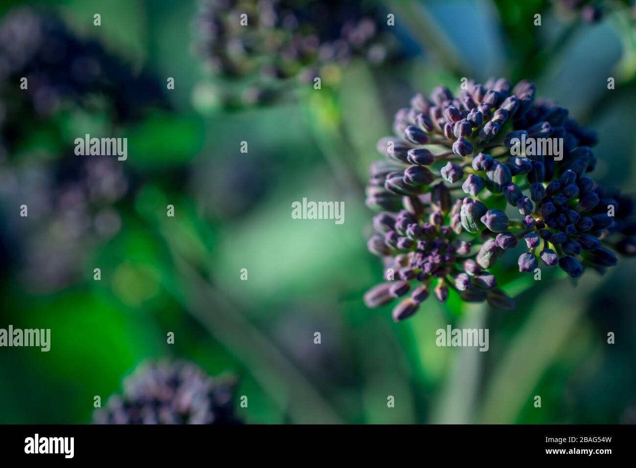 beautiful broccoli growing in garden Stock Photo - Alamy