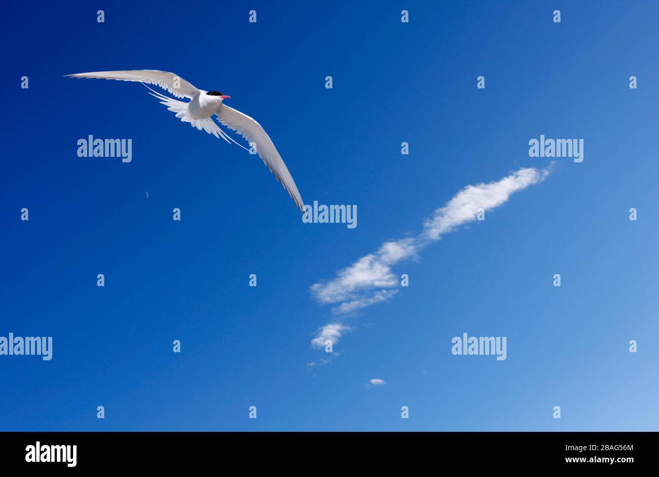 Common tern in migration in the sky during spring. Seaside activity ...