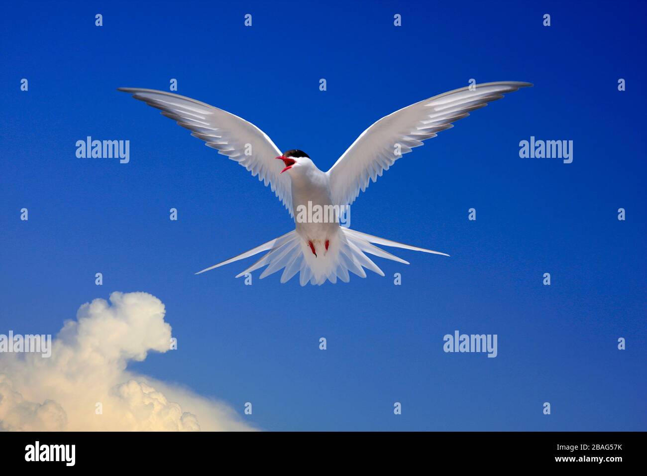 Common tern in migration in the sky during spring. Seaside activity ...