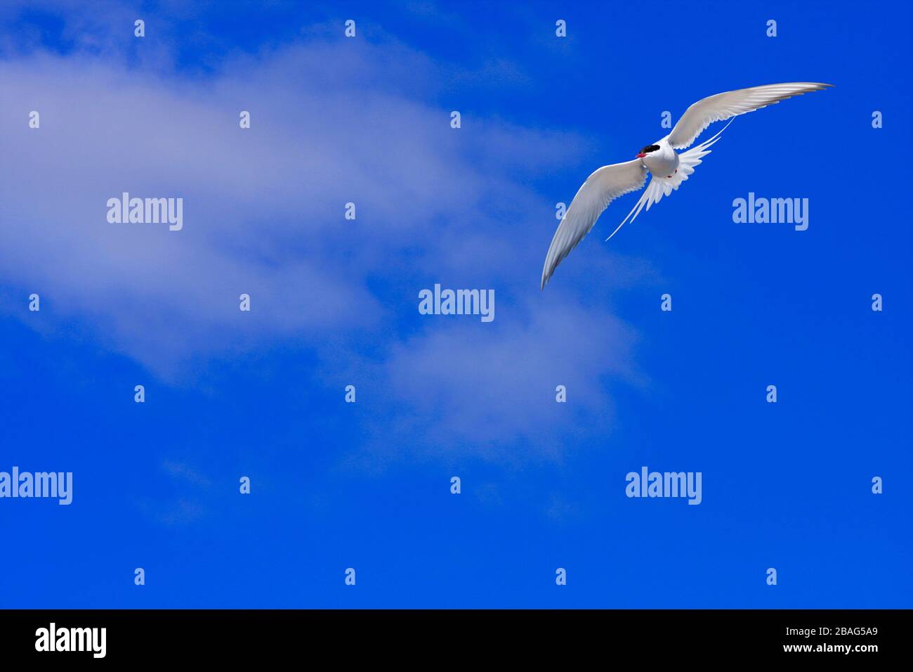 Common tern in migration in the sky during spring. Seaside activity ...