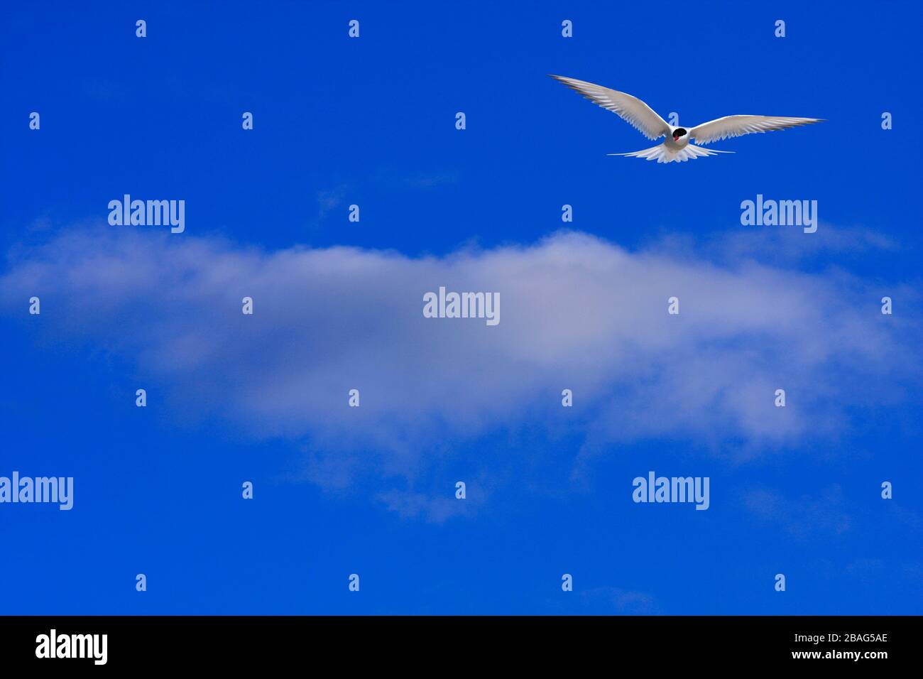 Common tern in migration in the sky during spring. Seaside activity ...