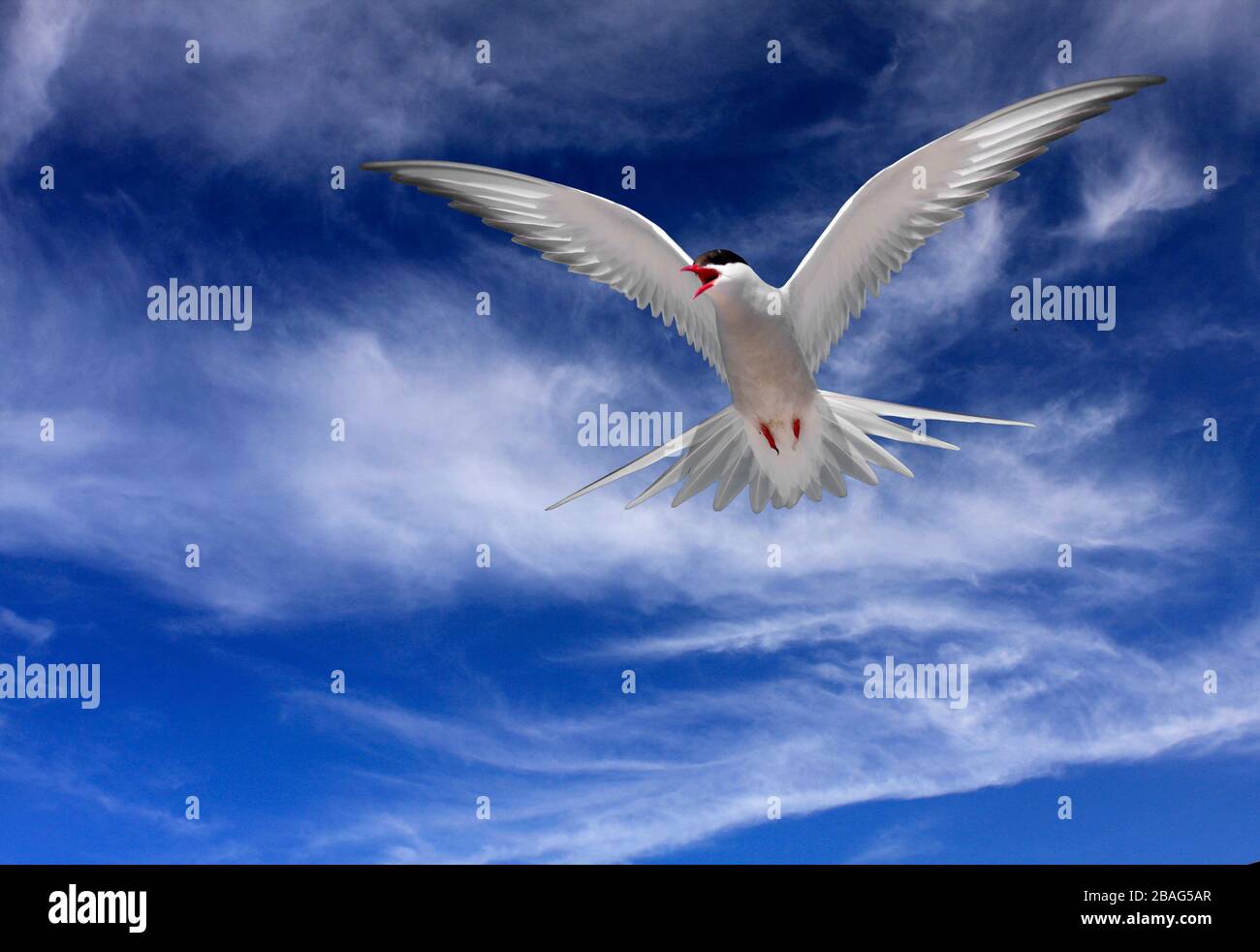 Common tern in migration in the sky during spring. Seaside activity ...