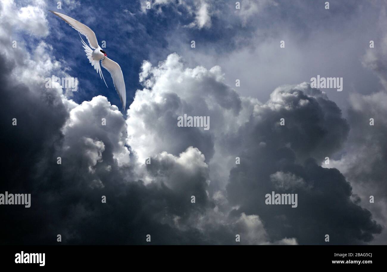 Common tern in migration in the sky during spring. Seaside activity ...