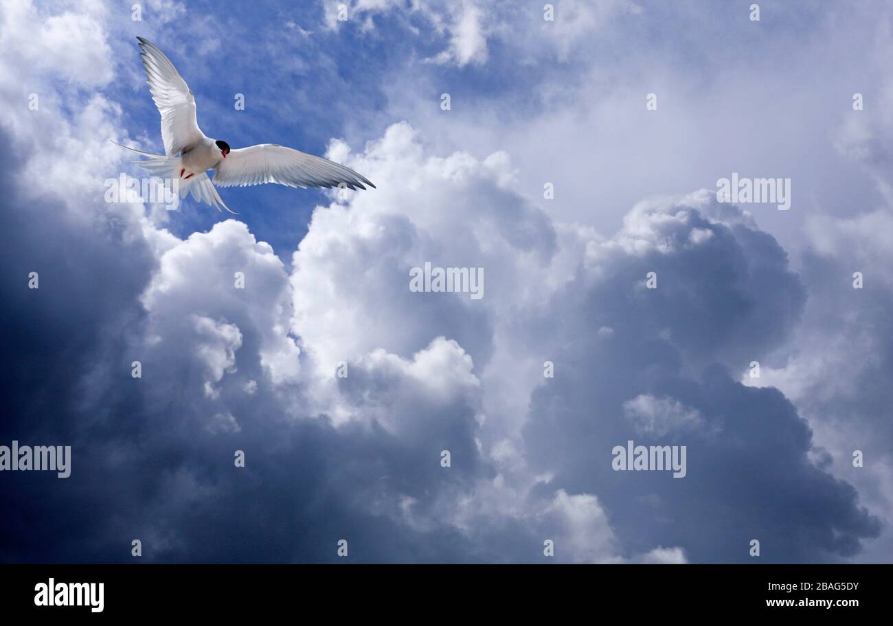 Common tern in migration in the sky during spring. Seaside activity ...