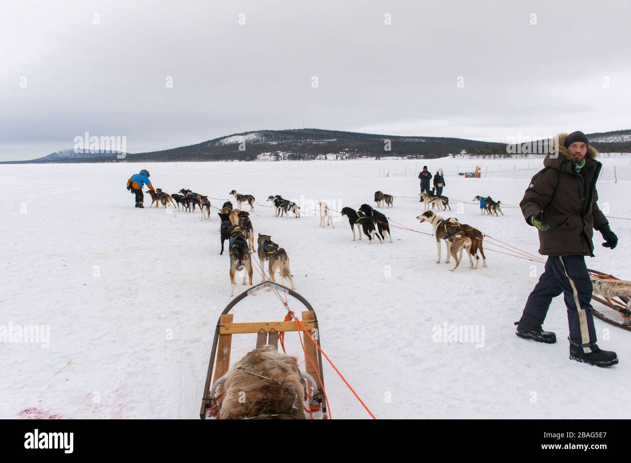 Dog sledding trip on the frozen Torne River near the Icehotel in ...