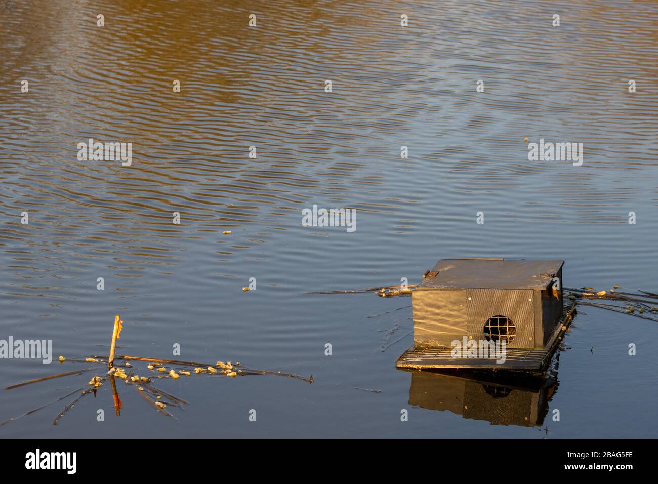 Floating rat trap in nature reserve to combat brown rat invasion Stock ...