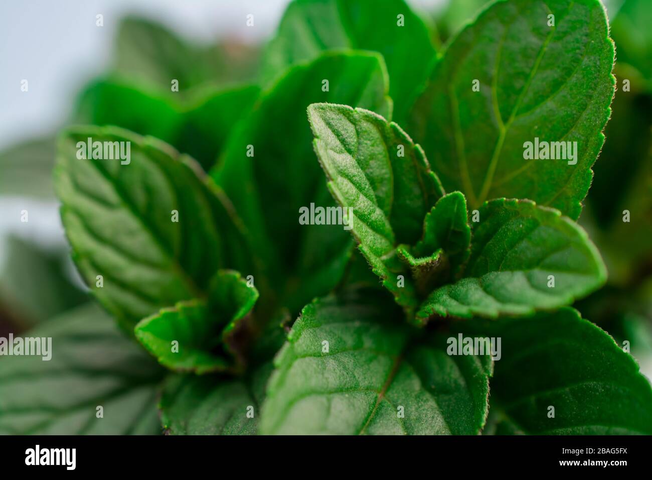 green fresh mint background Stock Photo - Alamy