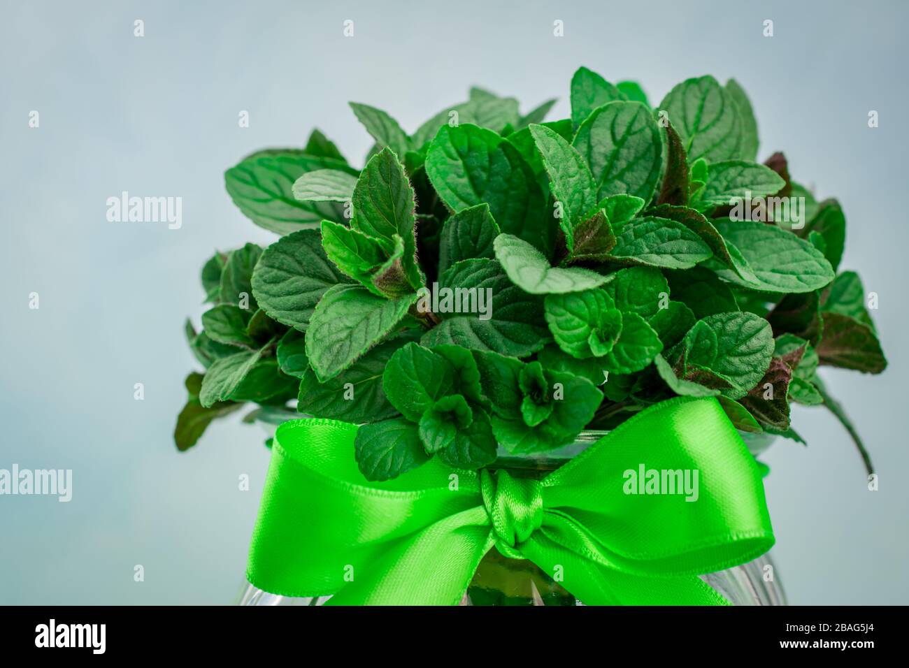 green fresh mint background Stock Photo - Alamy