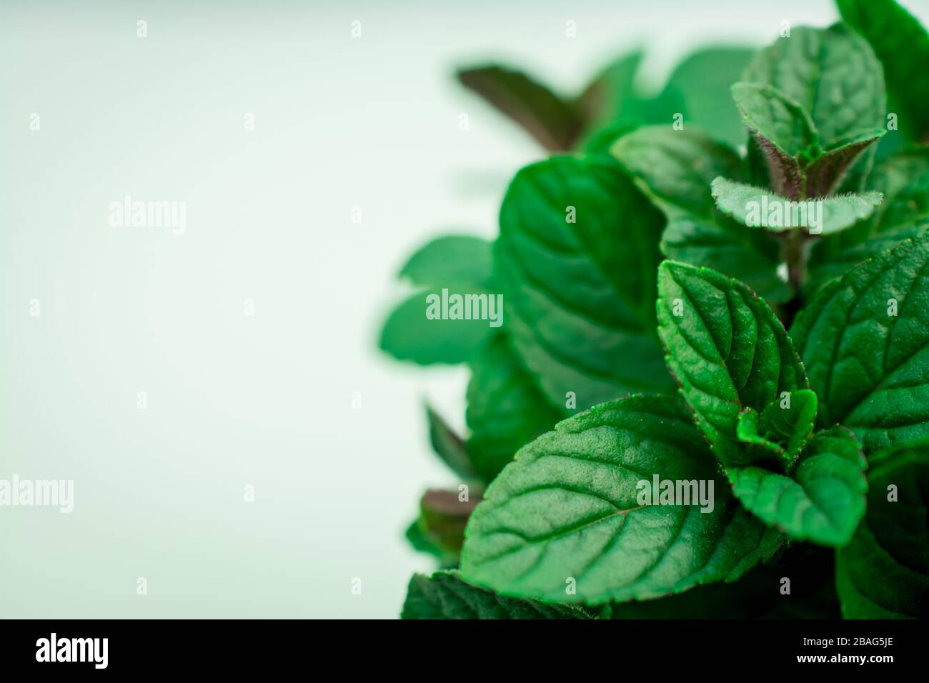 green fresh mint background Stock Photo - Alamy