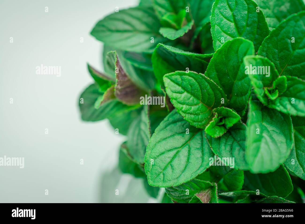 green fresh mint background Stock Photo - Alamy