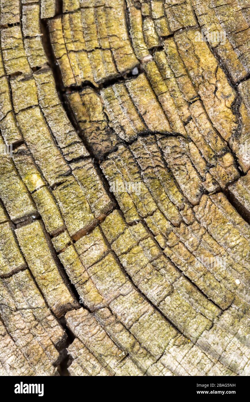 Weathered plant material hi-res stock photography and images - Alamy