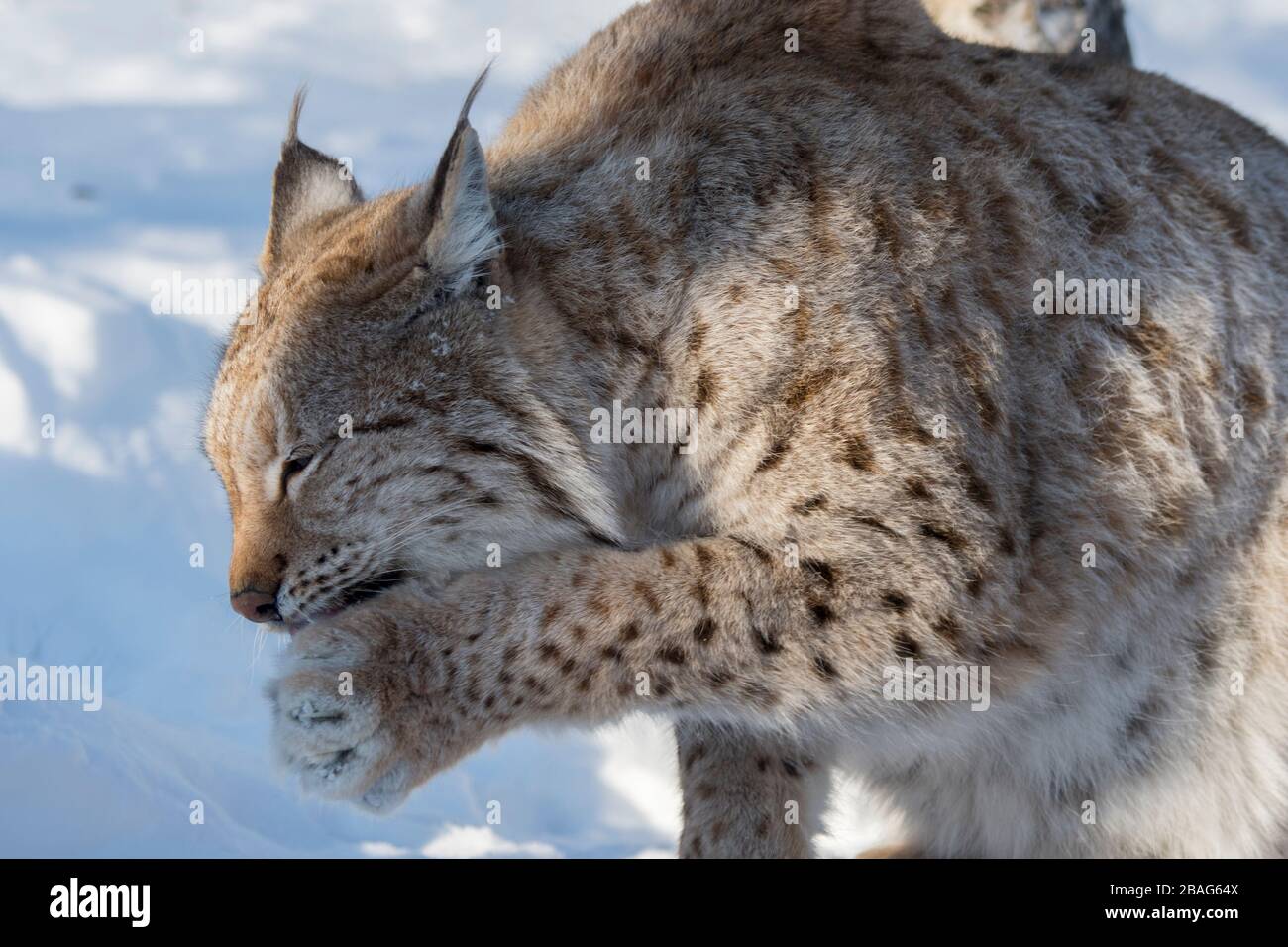 A Eurasian lynx (Lynx lynx) is licking its paw in the snow at a ...