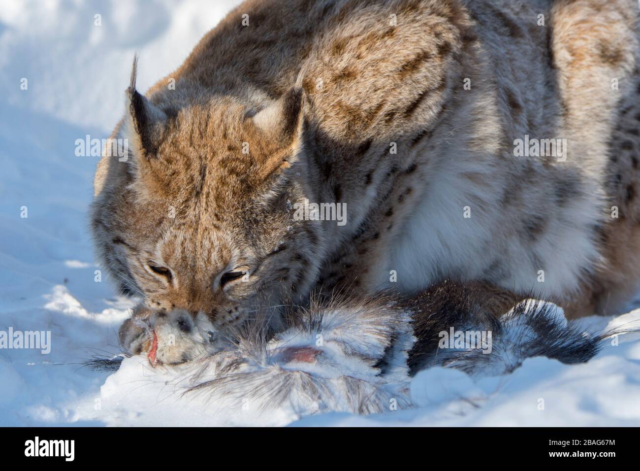 A Eurasian lynx (Lynx lynx) is feeding on the remains of a moose in the ...