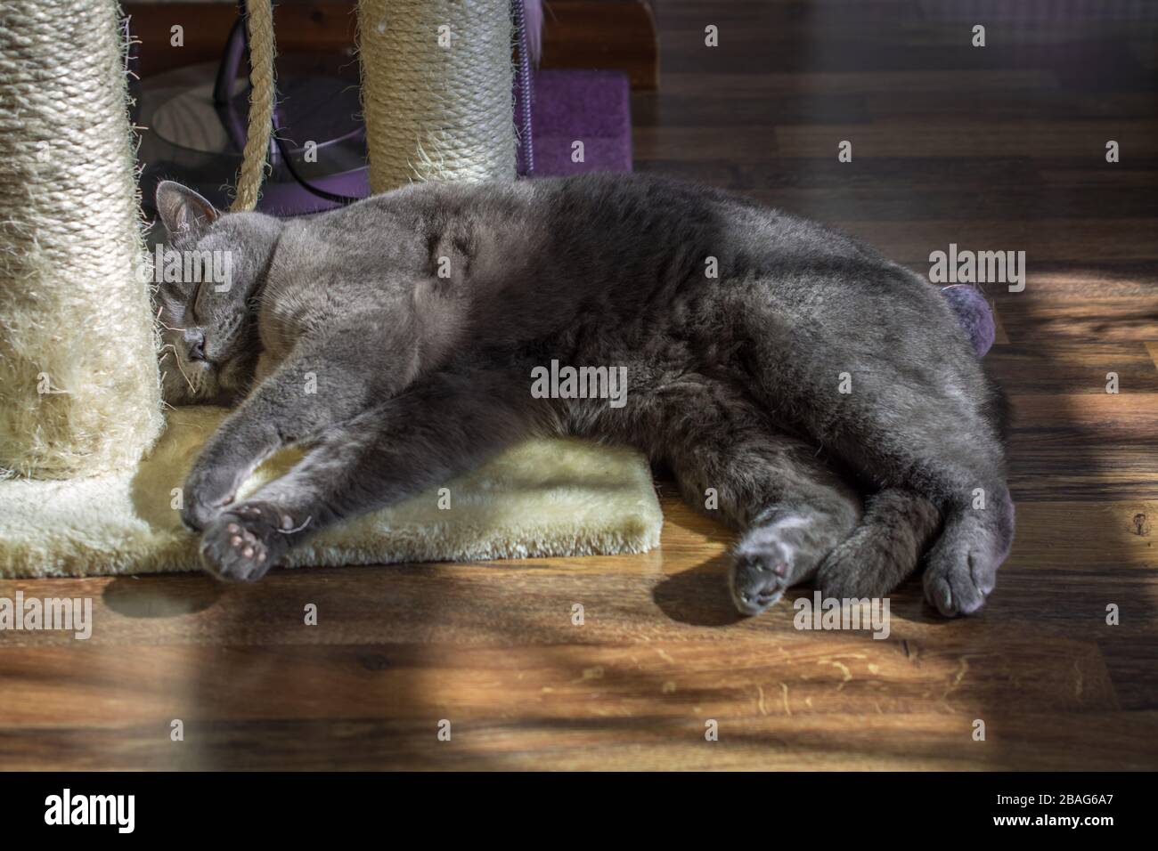 Lazy British blue cat slipping on the floor Stock Photo - Alamy