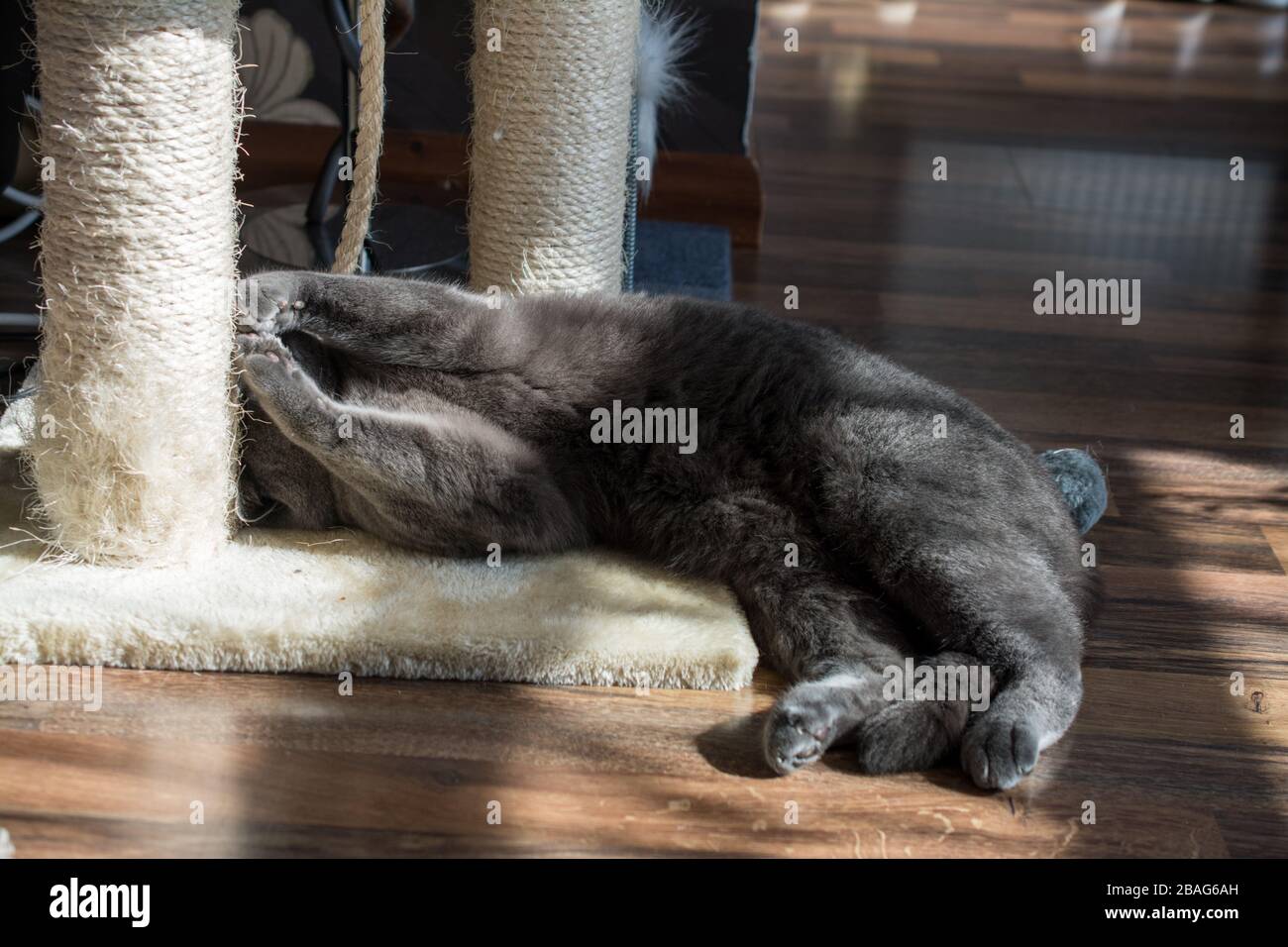 Lazy British blue cat slipping on the floor Stock Photo - Alamy