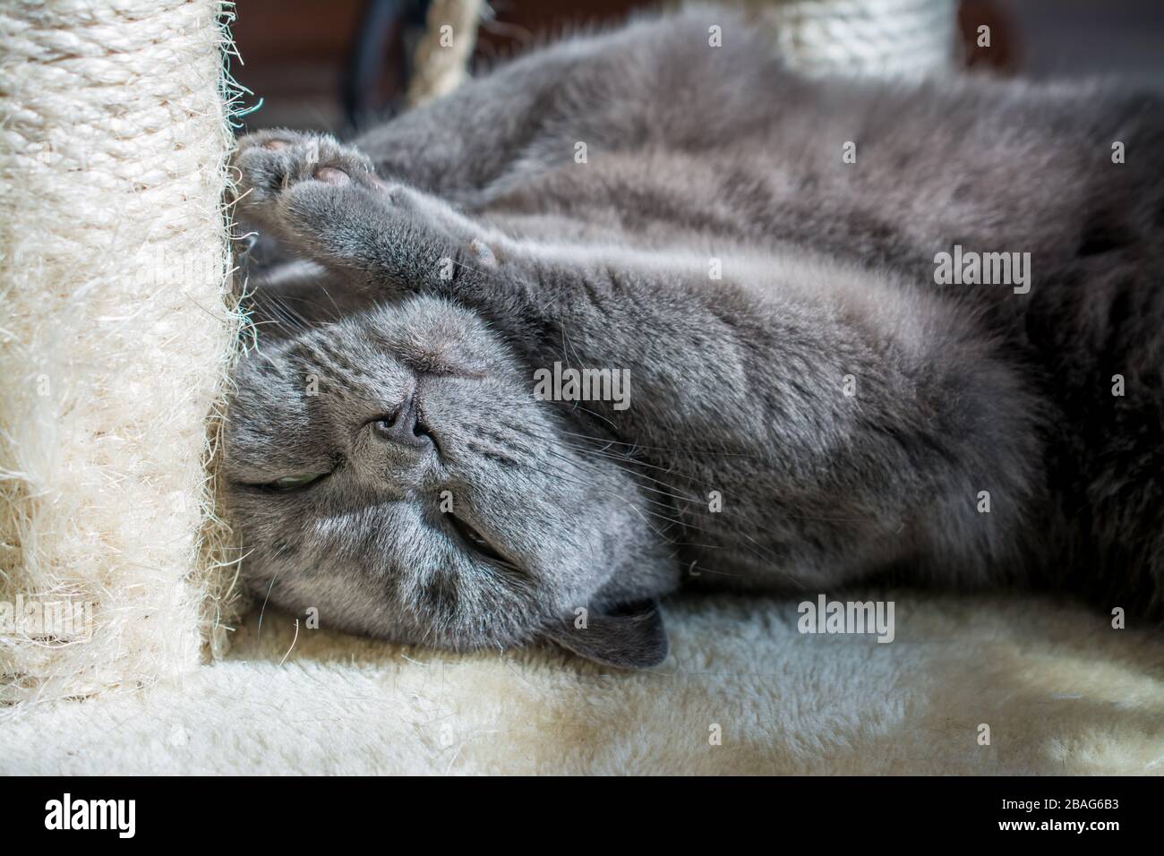 Lazy British blue cat slipping on the floor Stock Photo - Alamy