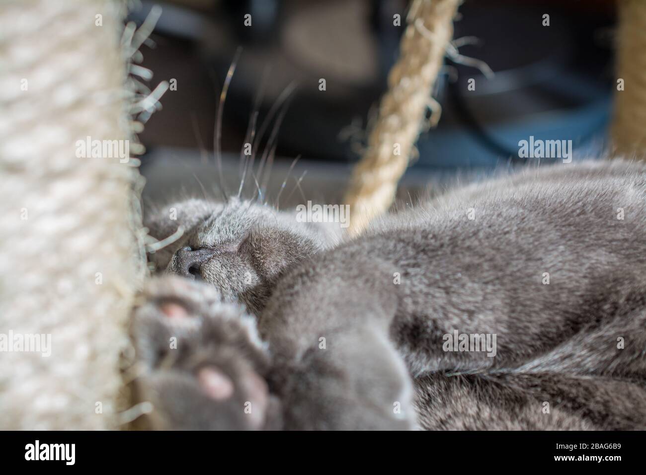 Lazy British blue cat slipping on the floor Stock Photo - Alamy