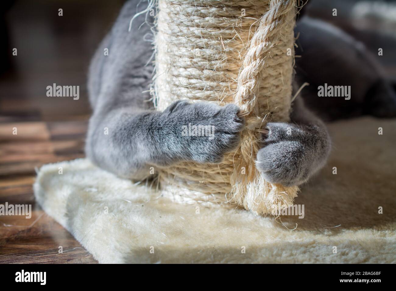 Lazy British blue cat slipping on the floor Stock Photo - Alamy
