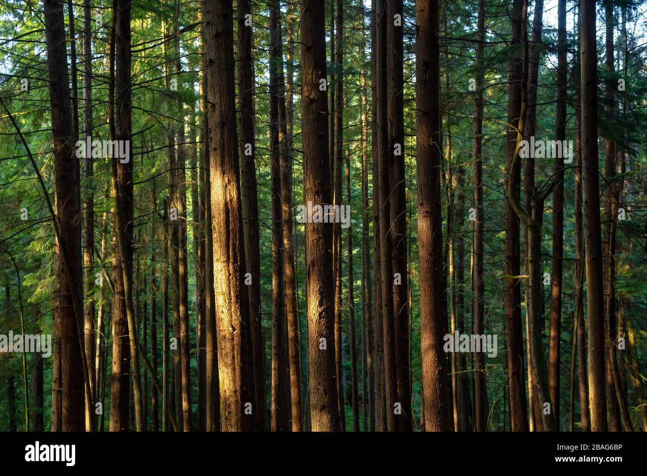 Enchanted forest british columbia hi-res stock photography and images ...