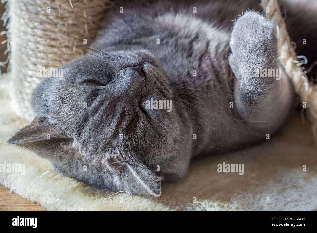 Lazy British blue cat slipping on the floor Stock Photo - Alamy