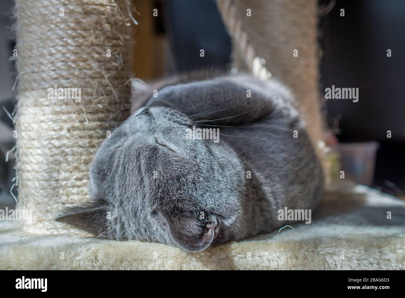 Lazy British blue cat slipping on the floor Stock Photo - Alamy