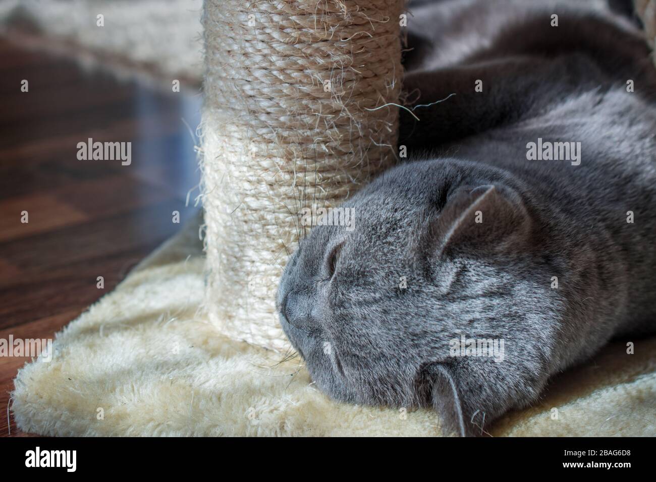 Lazy British blue cat slipping on the floor Stock Photo - Alamy