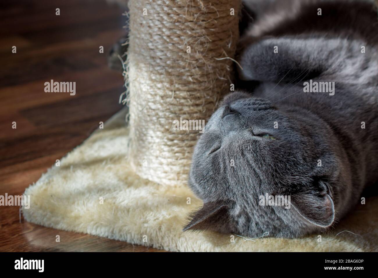 Lazy British blue cat slipping on the floor Stock Photo - Alamy
