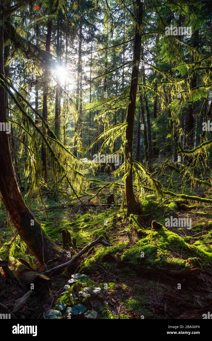 The enchanted forest bc hi-res stock photography and images - Alamy