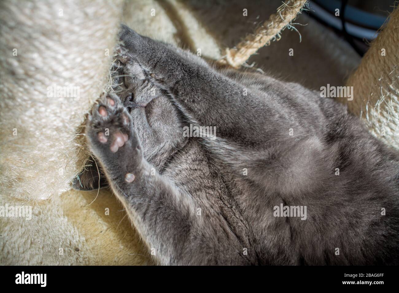 Lazy British blue cat slipping on the floor Stock Photo - Alamy