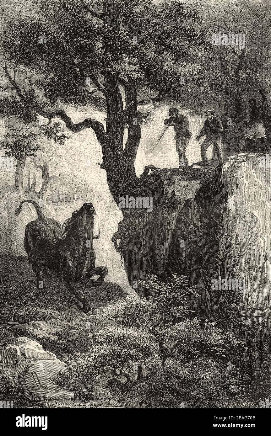Buffalo hunt, Tanzania, travel and exploration by Henry Morton Stanley ...