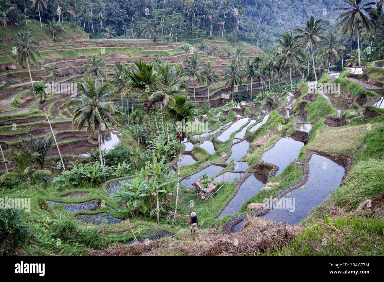 Bali rice terraces. The rice field terraces that used traditional ...