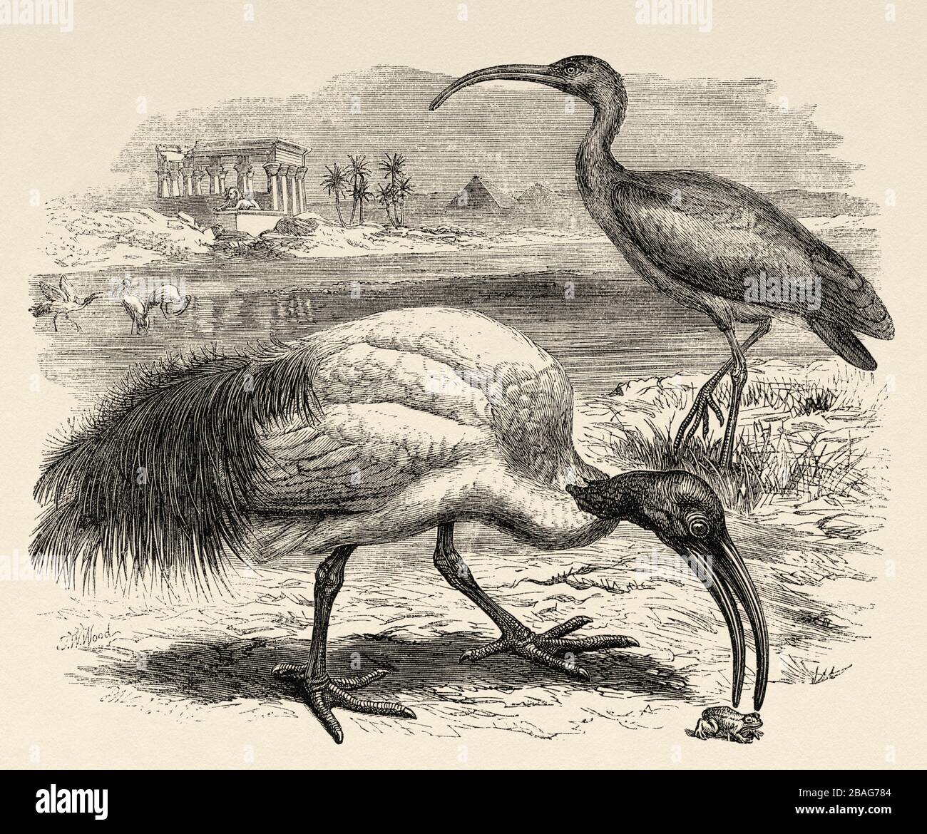 Ibis. The Tresquiornitinos (Threskiornithinae) Subfamily of ...