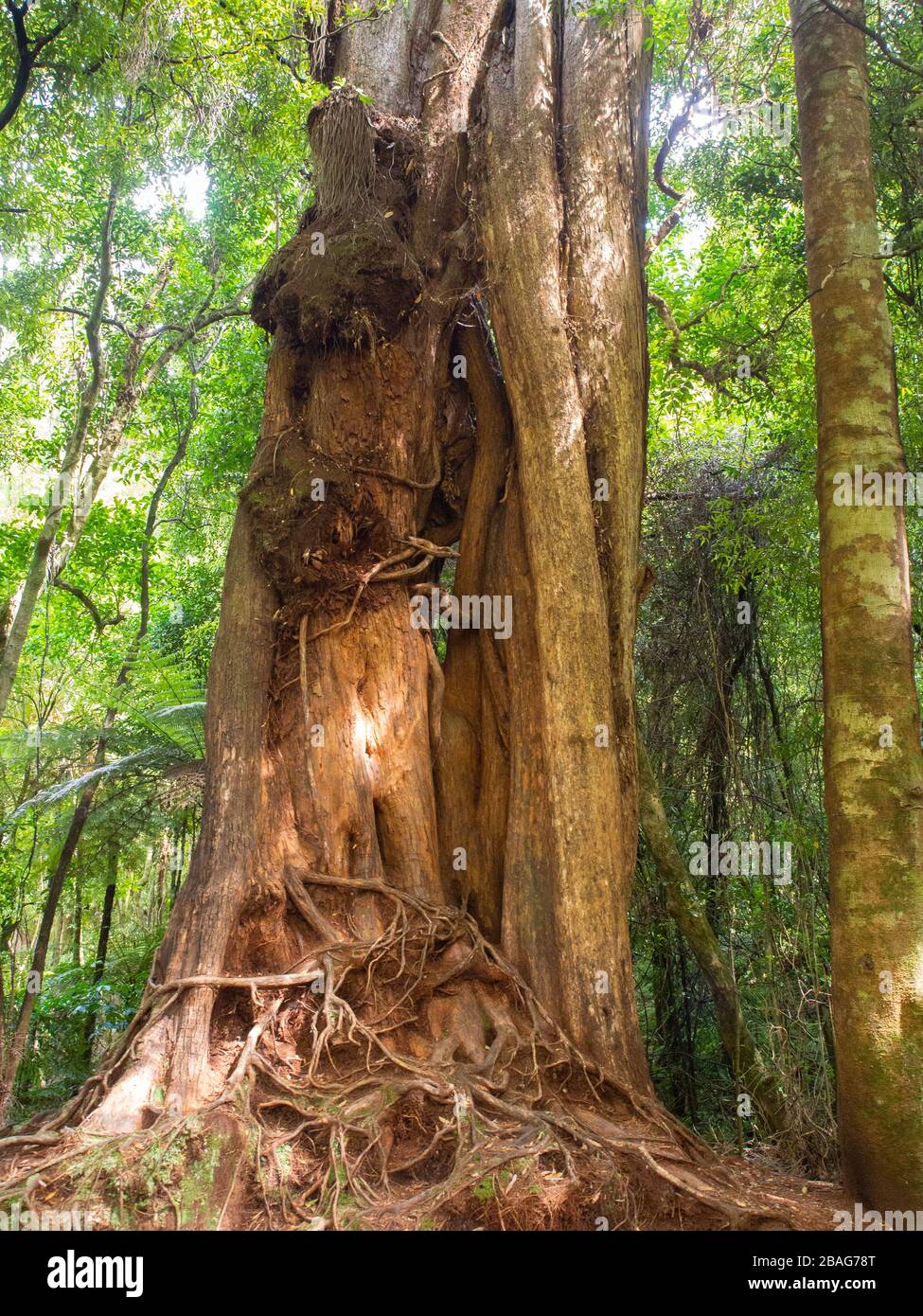 New zealand tree roots hi-res stock photography and images - Alamy