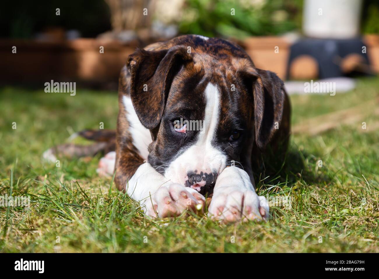 Cute and Adorable Baby Boxer Dog playing in outside during a vibrant ...