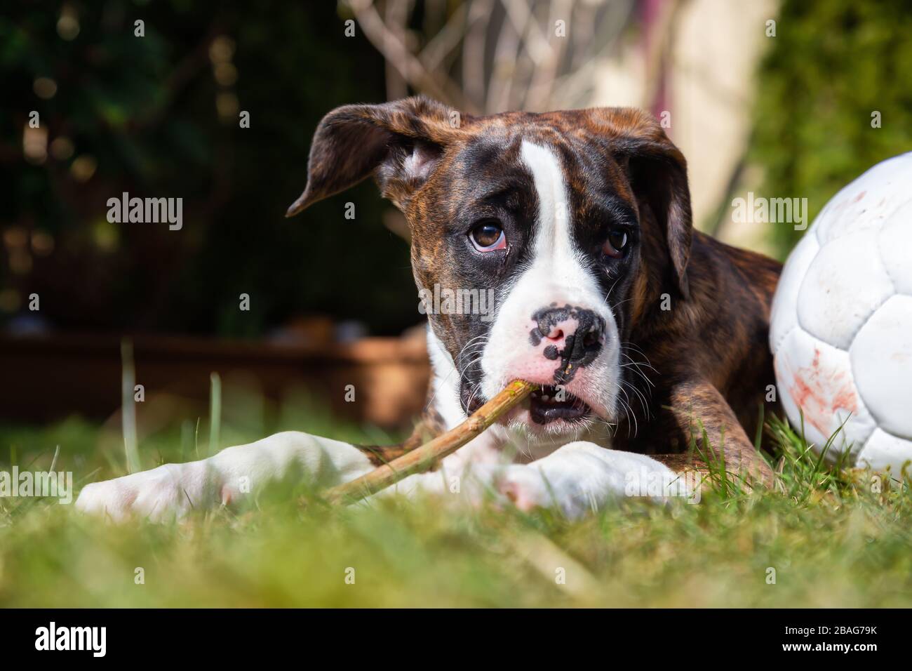 Cute and Adorable Baby Boxer Dog playing in outside during a vibrant ...