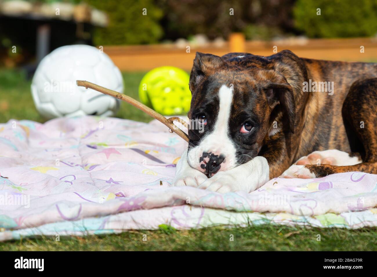 Cute and Adorable Baby Boxer Dog playing in outside during a vibrant ...