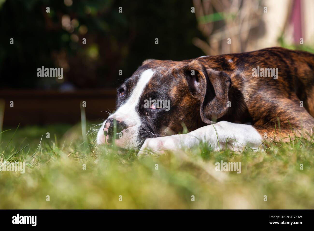 Cute and Adorable Baby Boxer Dog playing in outside during a vibrant ...