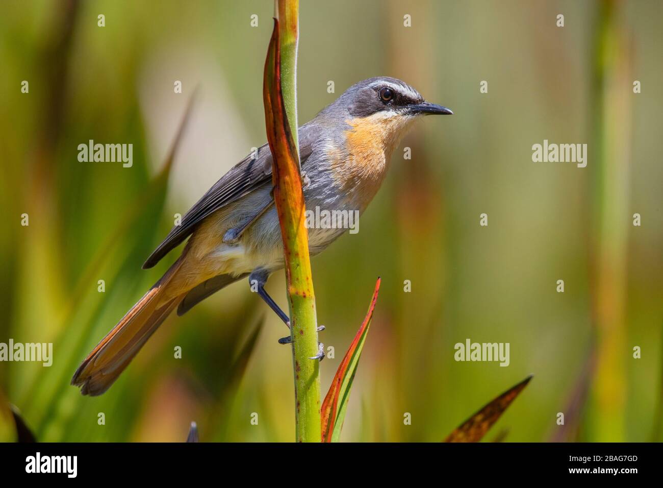 Cape Robin-chat (Cossypha caffra), side view of an adult perched on a ...