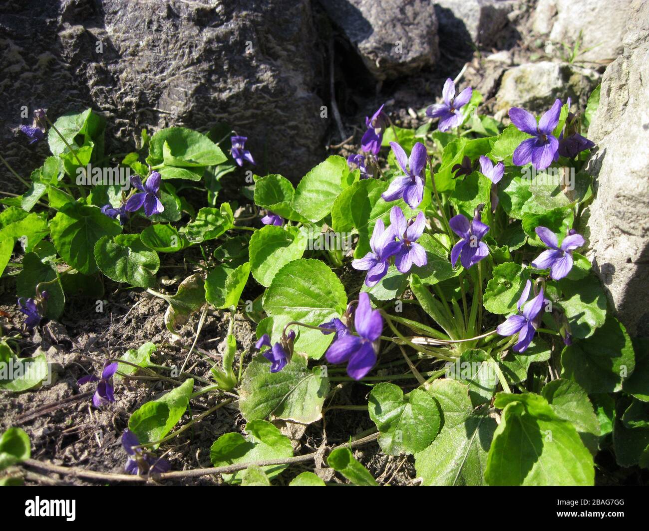 Viola odorata growing in spring sunny day Stock Photo - Alamy