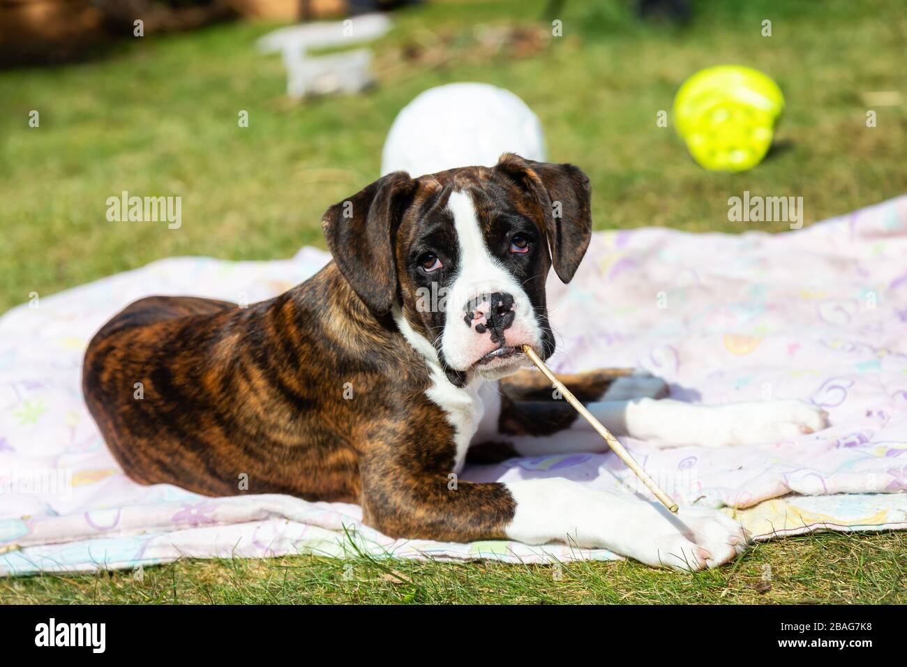 Cute and Adorable Baby Boxer Dog playing in outside during a vibrant ...